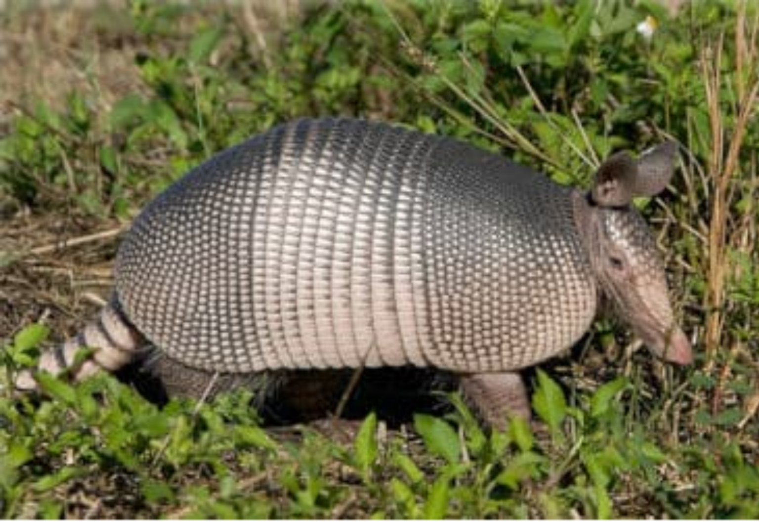 Dia del Pitero, Dasypus novemcinctus animal viviendo en un mundo ...