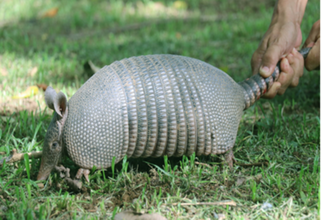 Dia del Pitero, Dasypus novemcinctus animal viviendo en un mundo ...